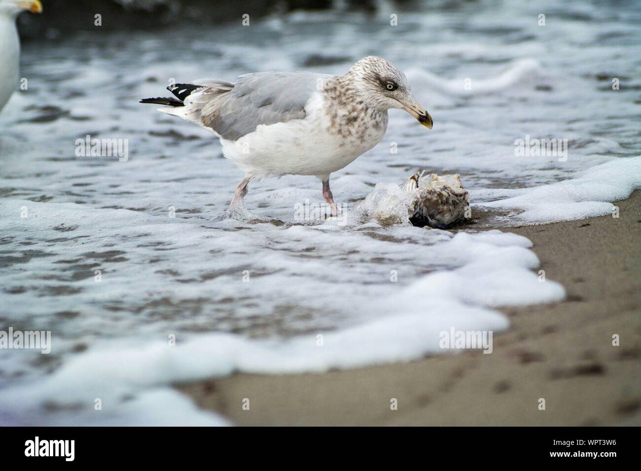 Close-up Of Seagull With Prey On Shore At Beach Stock Photo - Alamy