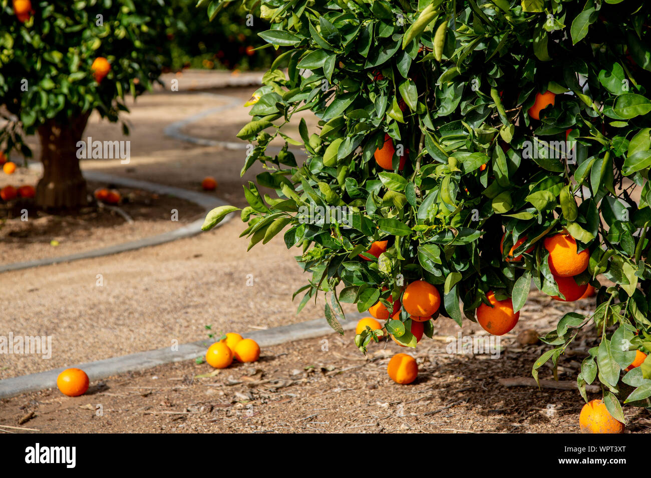 A view of a winding path leading down a grove of orange trees Stock ...