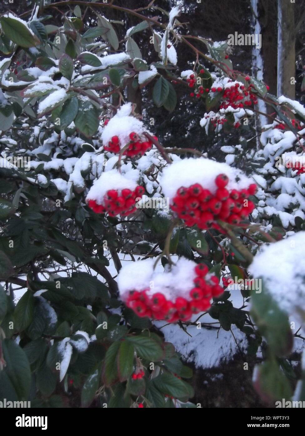 Plant fruit of winterberry hi-res stock photography and images - Alamy