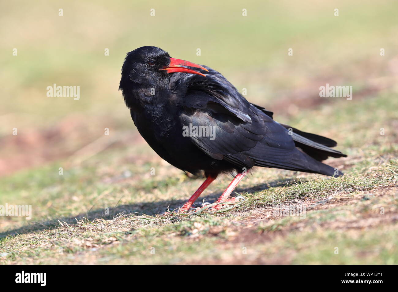 Red-billed Chough in Cornwall Stock Photo - Alamy