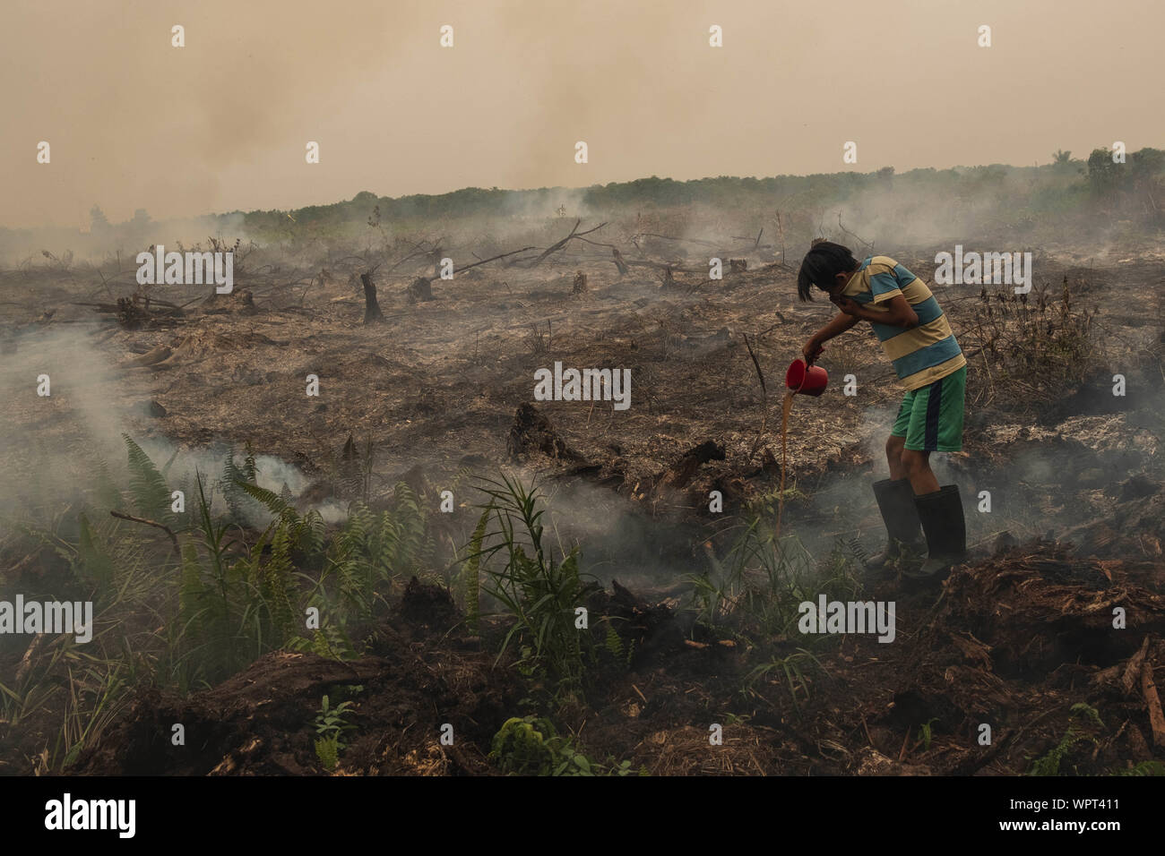 Indonesia peat fire hi-res stock photography and images - Alamy