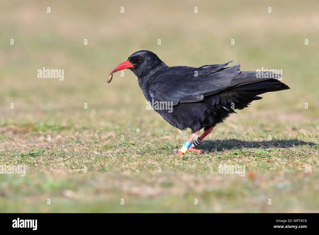 Red-billed Chough in Cornwall Stock Photo - Alamy
