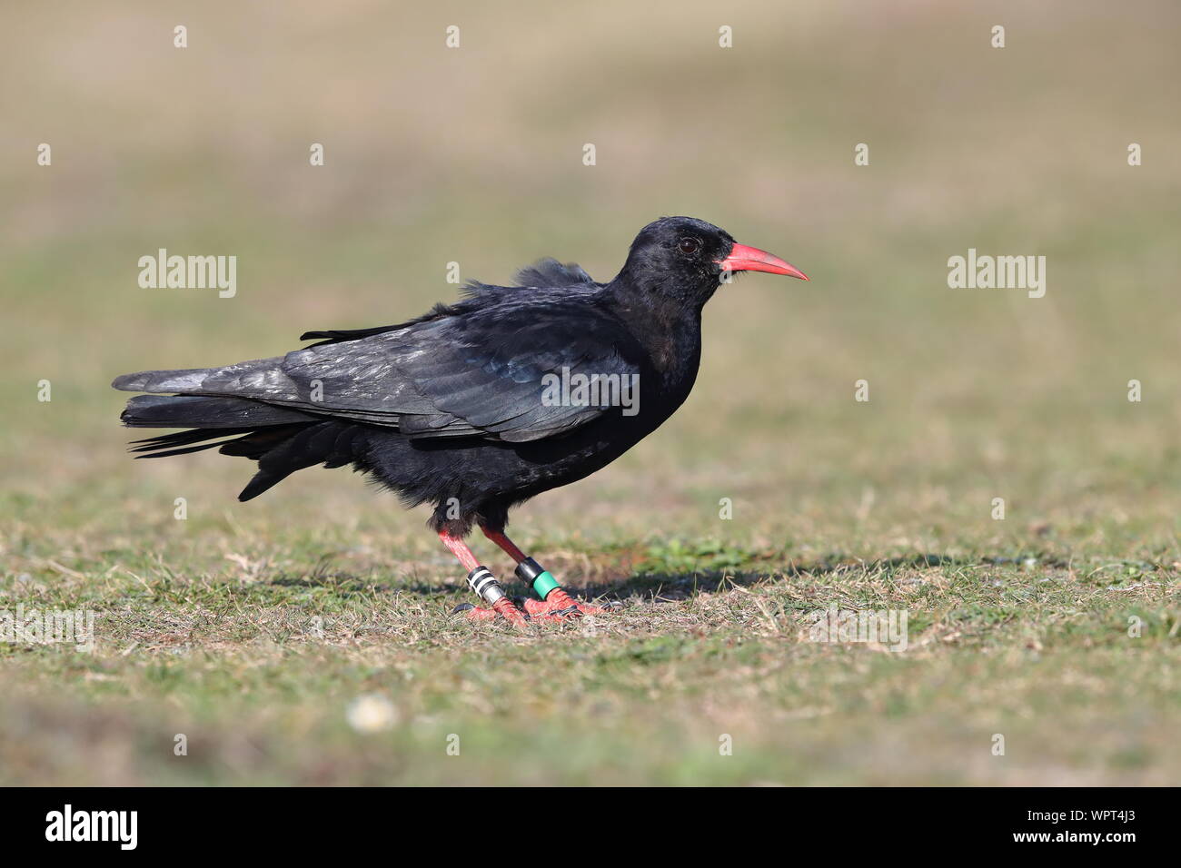 Cornish chough the lizard cornwall hi-res stock photography and images ...