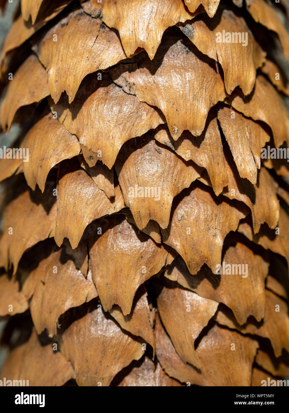 Pine cone scales hi-res stock photography and images - Alamy