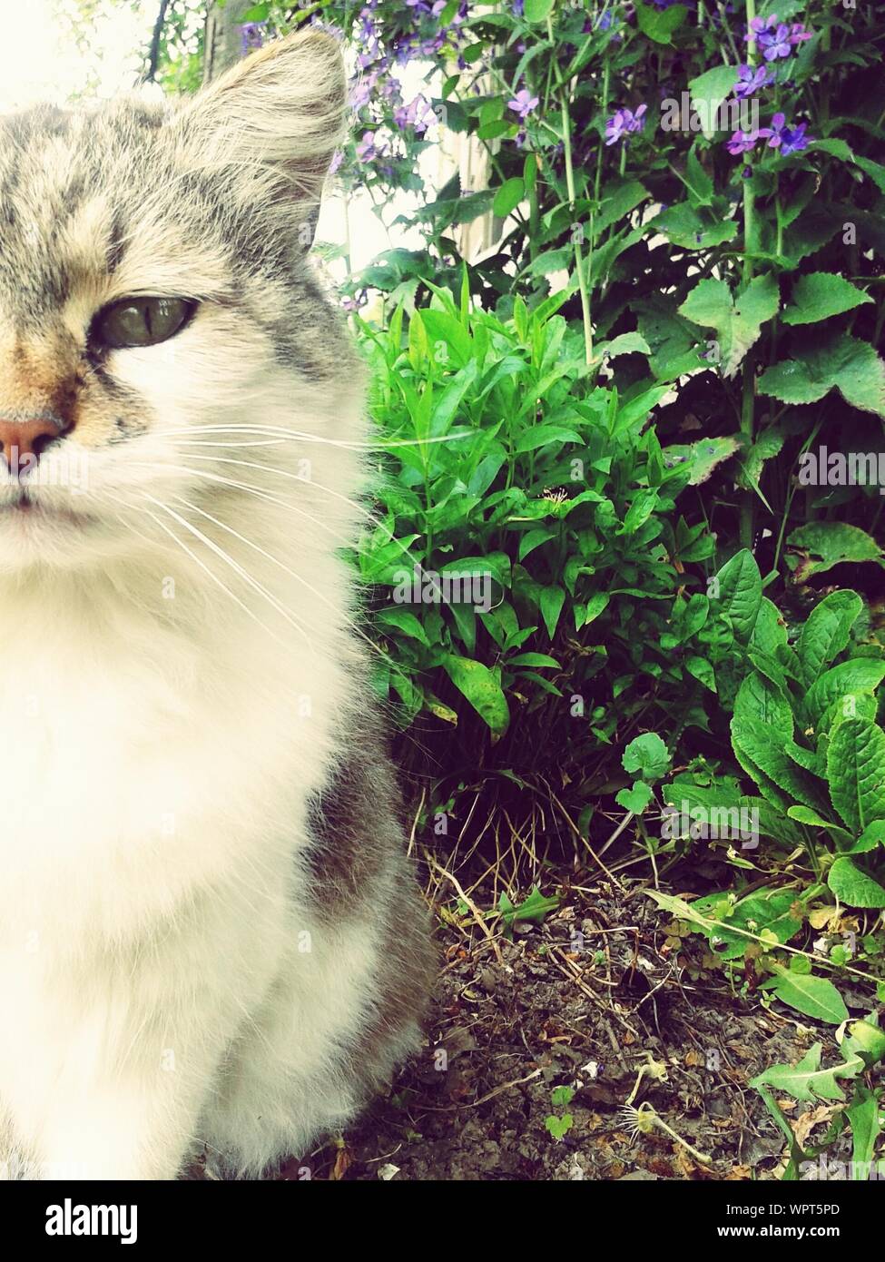 Cat in bush hi-res stock photography and images - Alamy