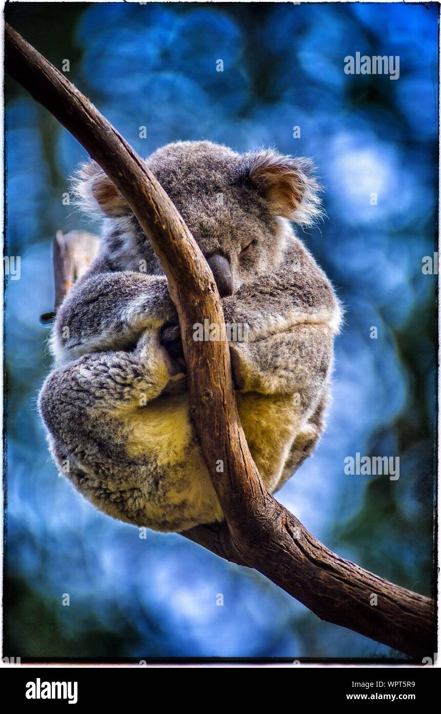 Koala sleeping on branch hi-res stock photography and images - Alamy
