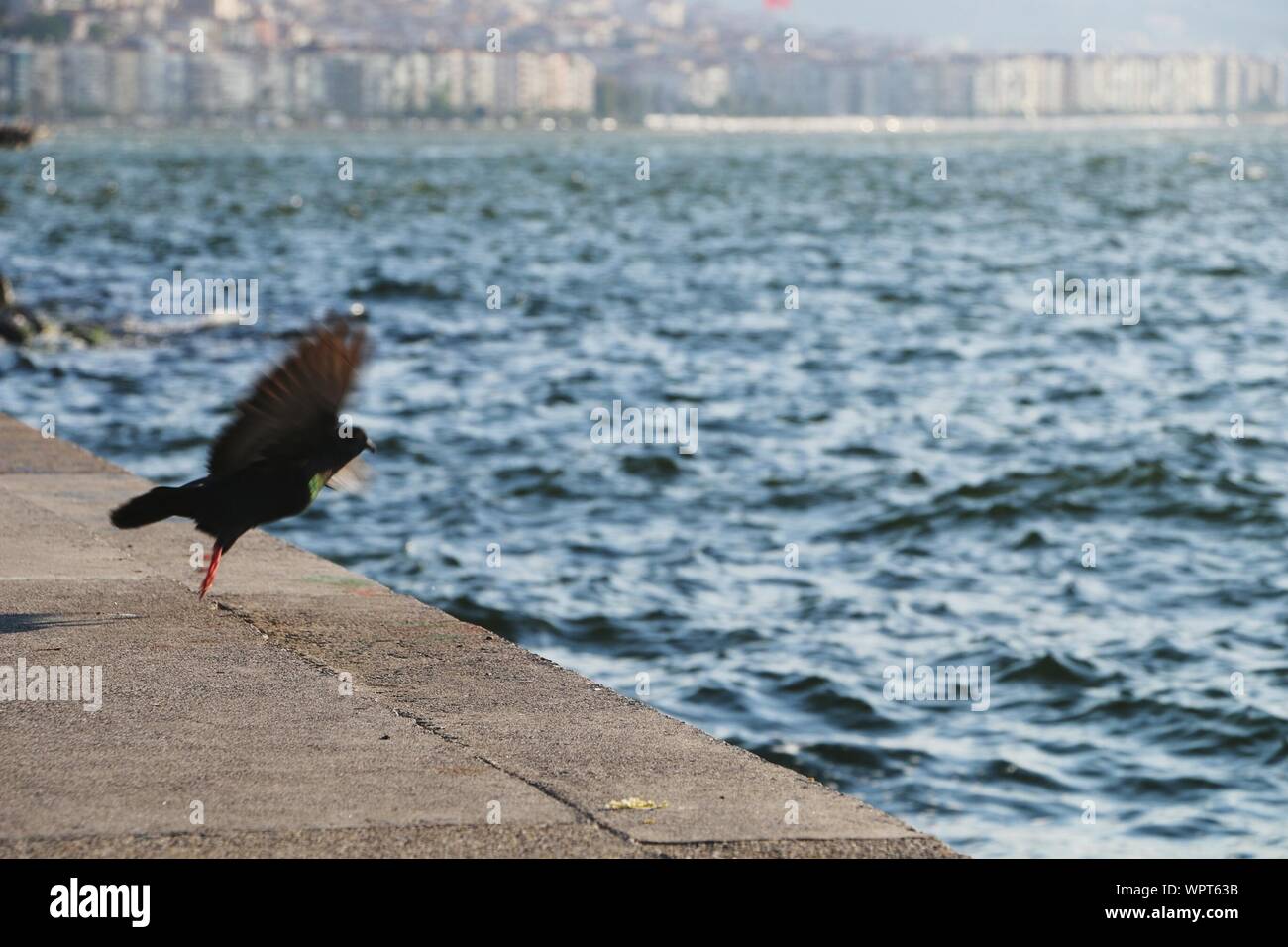 Flapping bird hi-res stock photography and images - Alamy