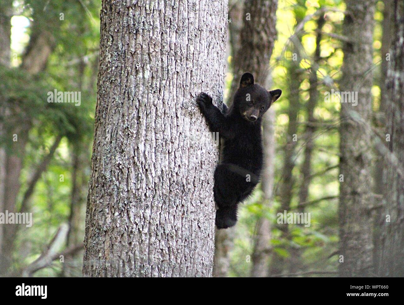 Black bear tree trunk hi-res stock photography and images - Alamy