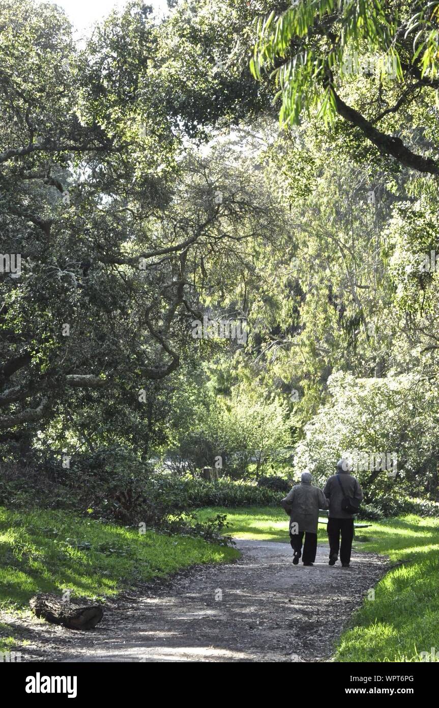 Trees along lane hi-res stock photography and images - Alamy