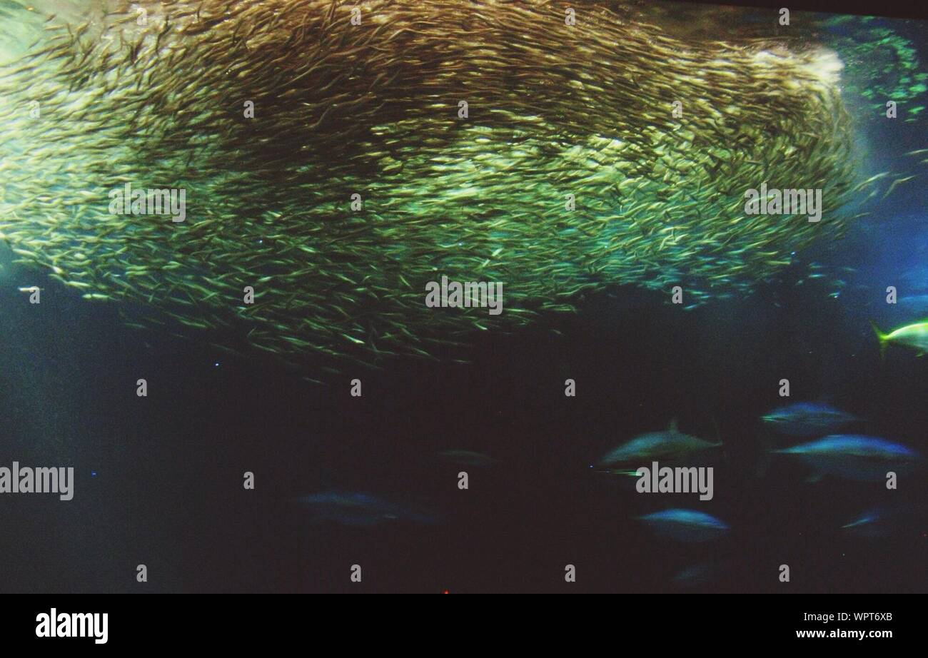 Group fish hi-res stock photography and images - Alamy