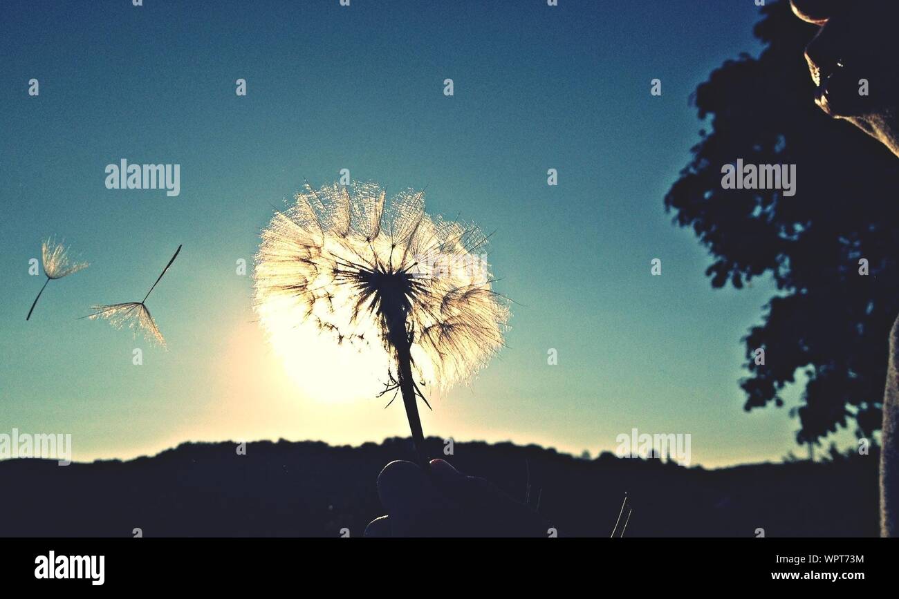 Dandelion In Wind Stock Photo - Alamy