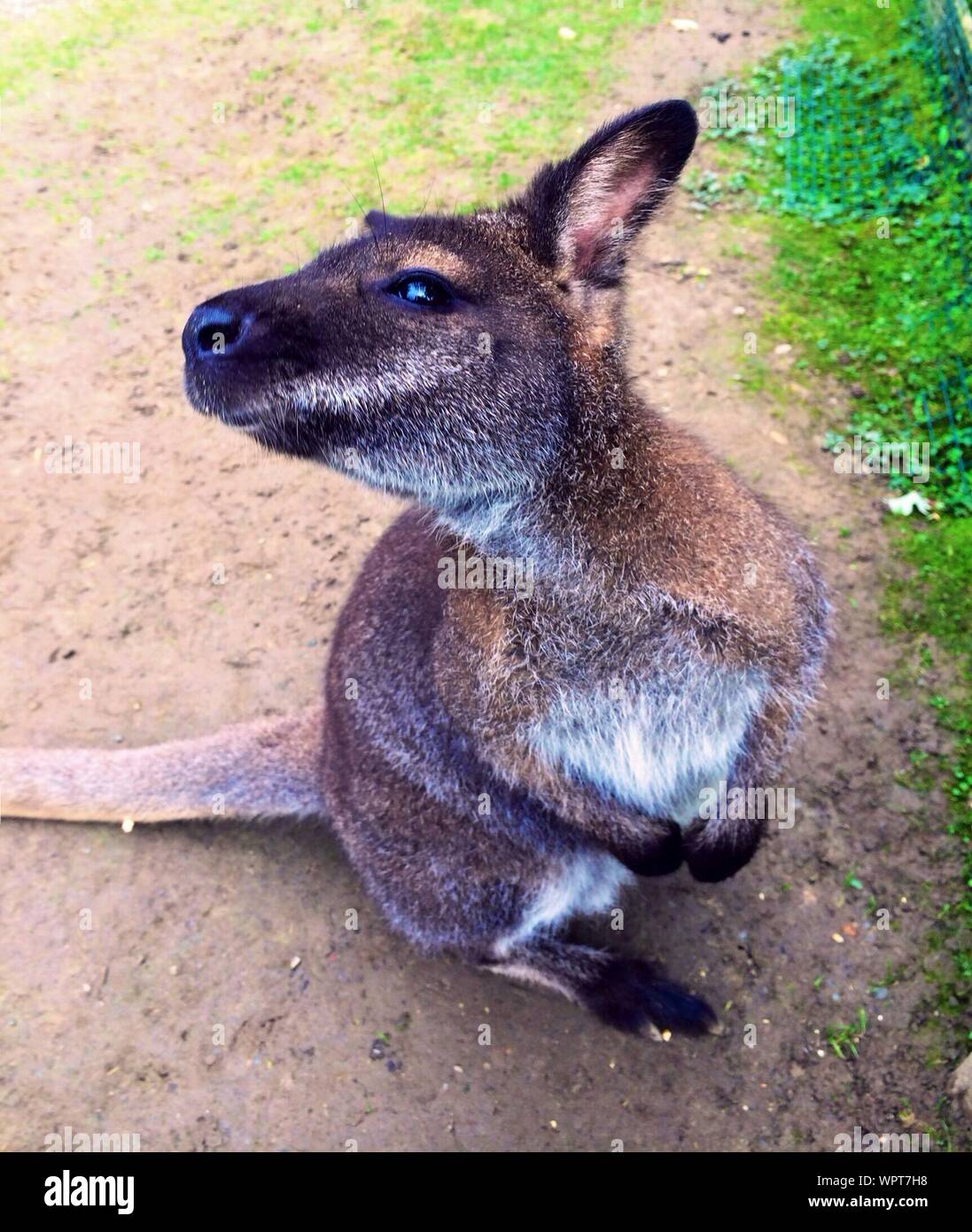 Kangaroo close up hi-res stock photography and images - Alamy