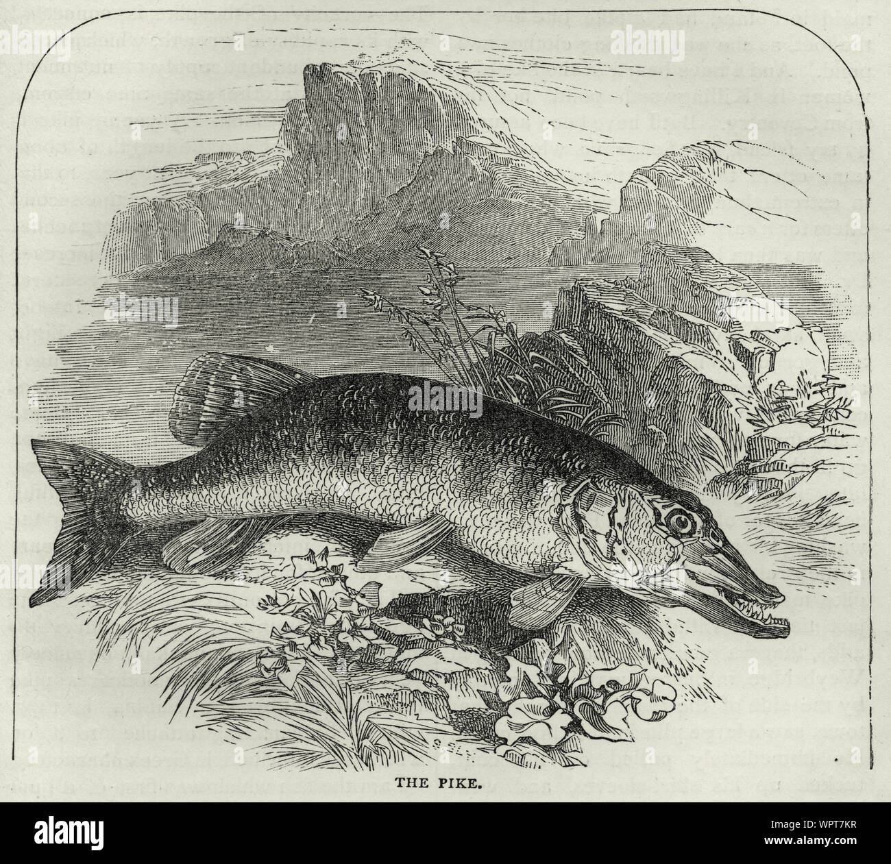 Vintage engraving of a Pike fish Stock Photo - Alamy