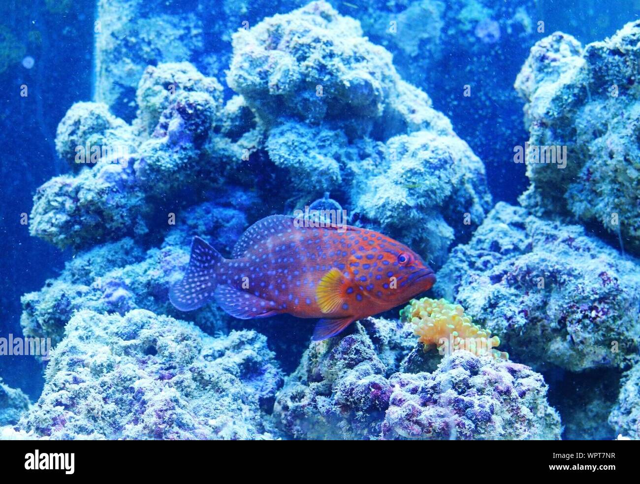 Blue spotted grouper hi-res stock photography and images - Alamy