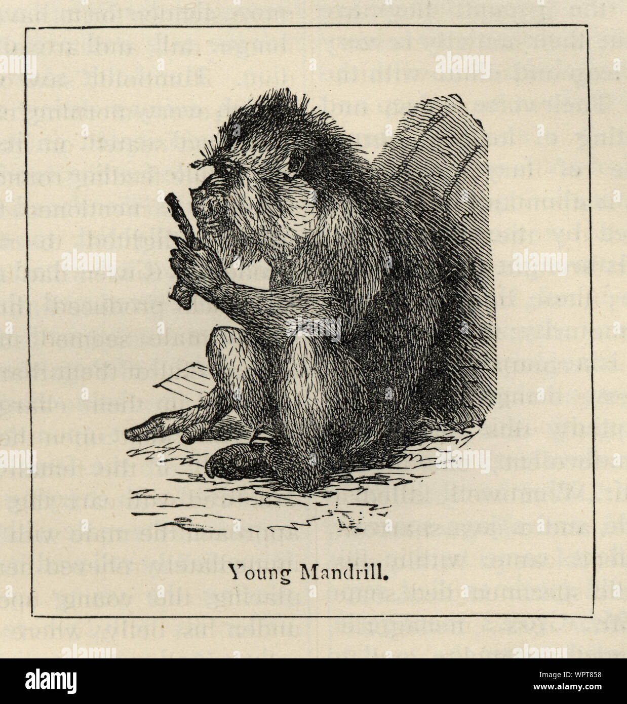 Vintage engraving of a young mandrill (Mandrillus sphinx) a primate of ...