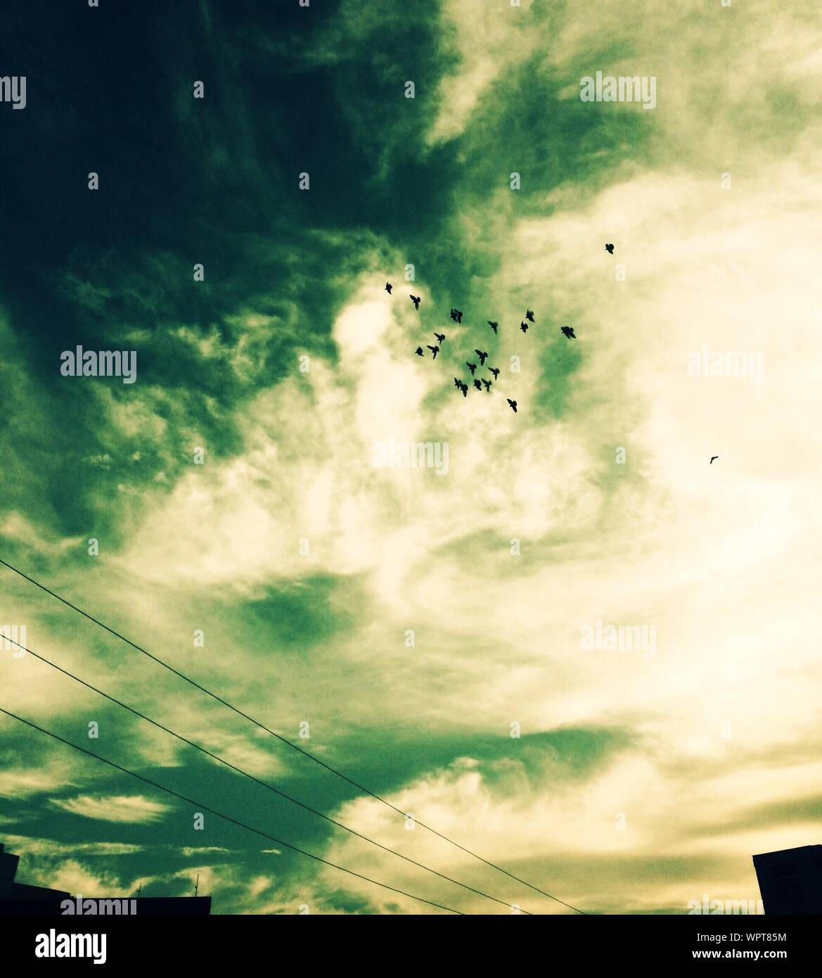 Backlit birds hi-res stock photography and images - Alamy