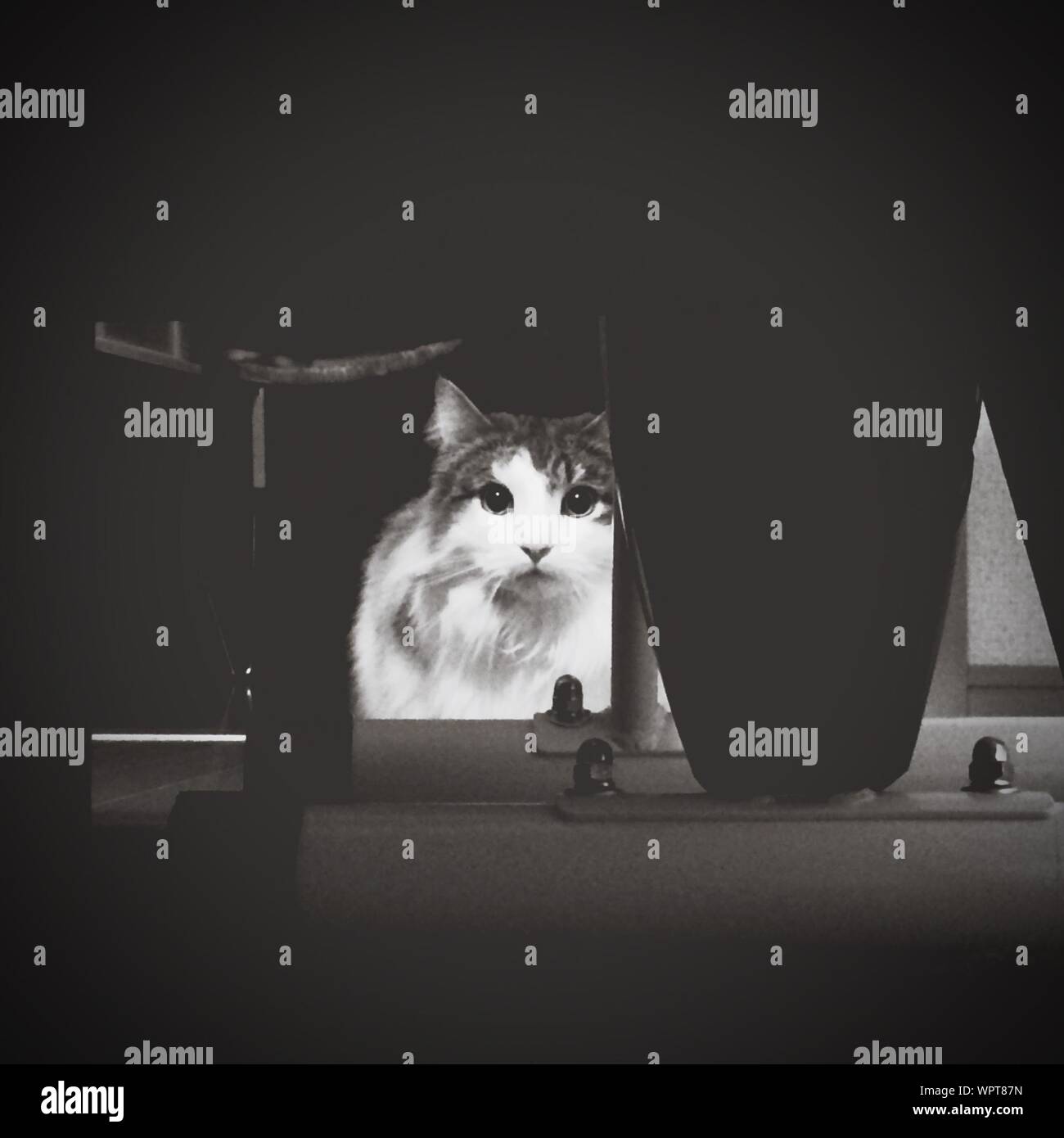Cat hiding table hi-res stock photography and images - Alamy