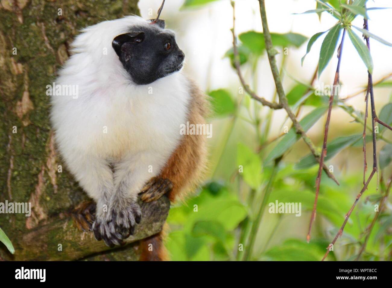 Top tamarin hi-res stock photography and images - Alamy