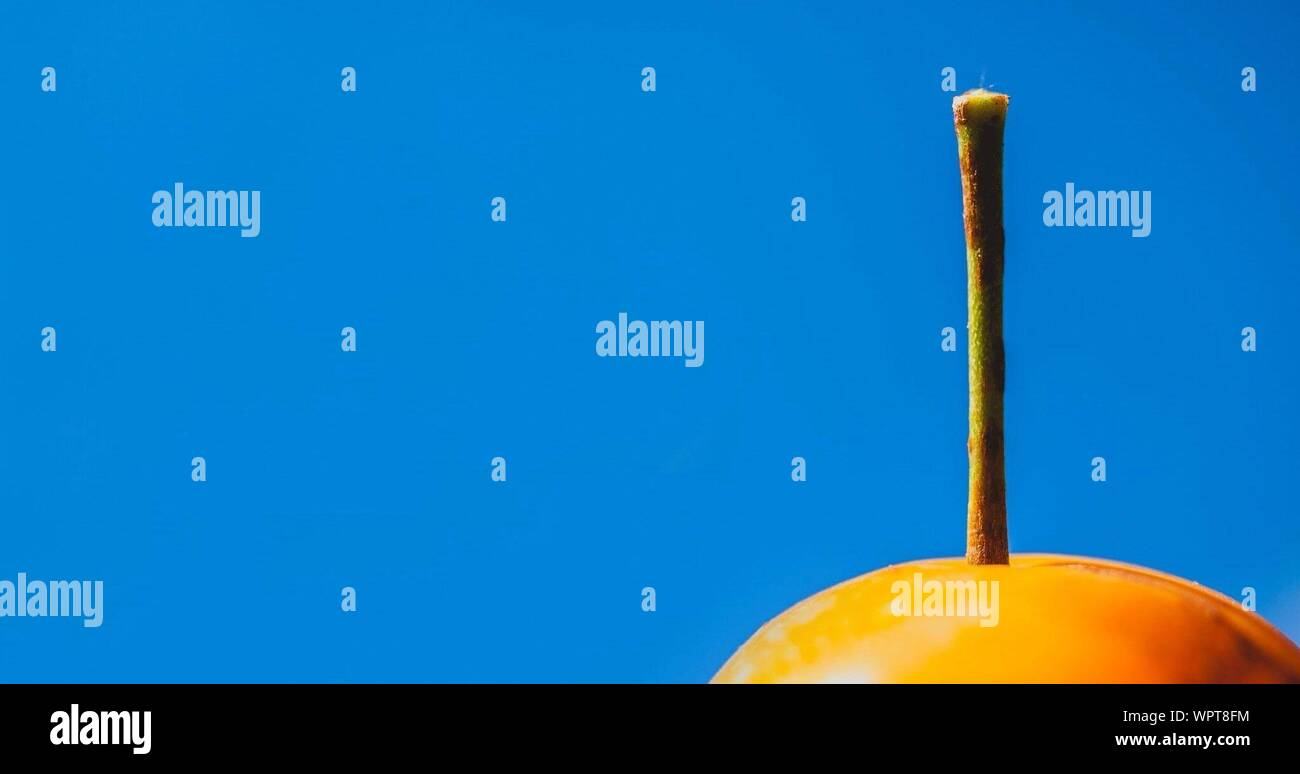 Fruit stem hi-res stock photography and images - Alamy