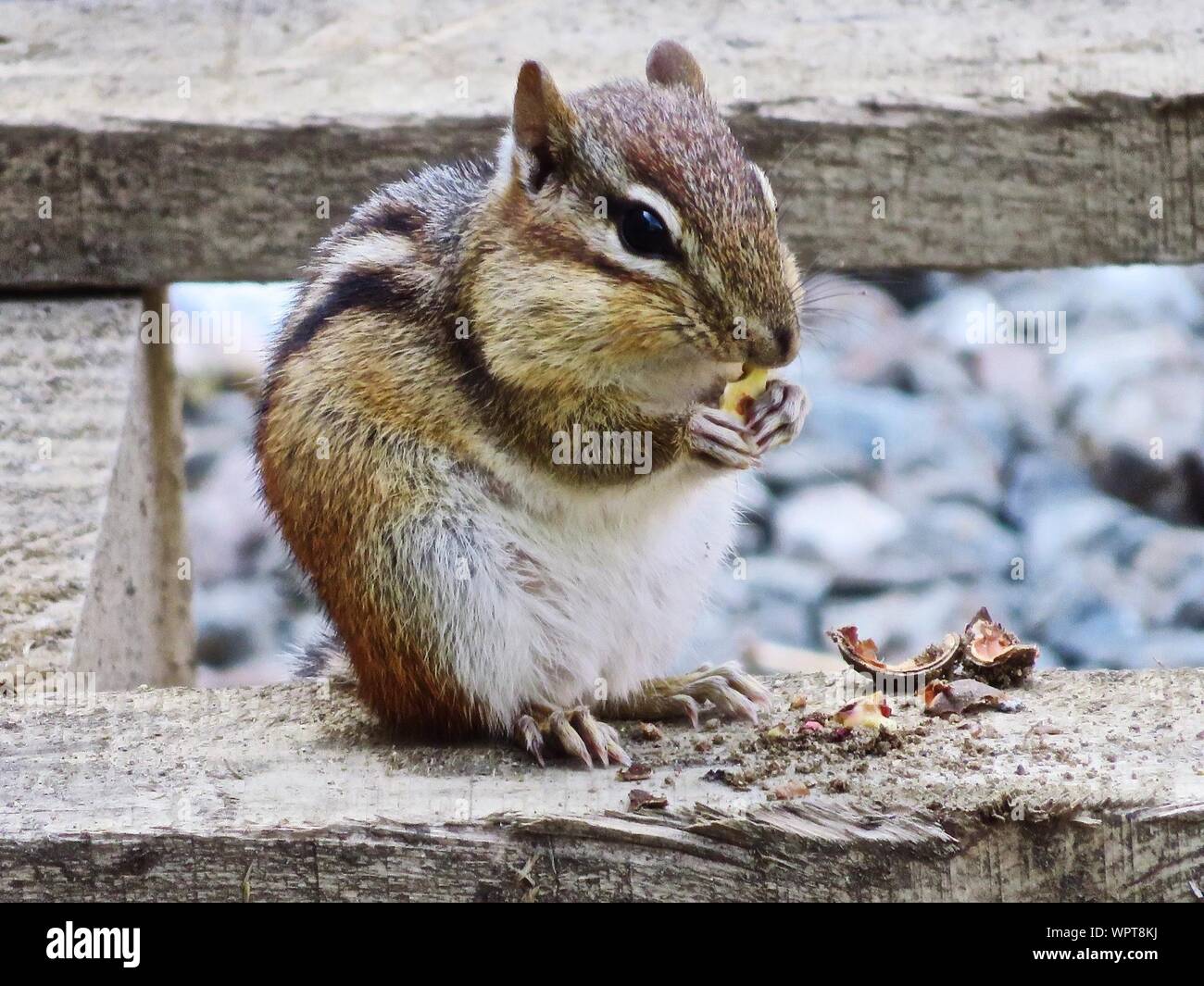 Nut eating animals hi-res stock photography and images - Alamy