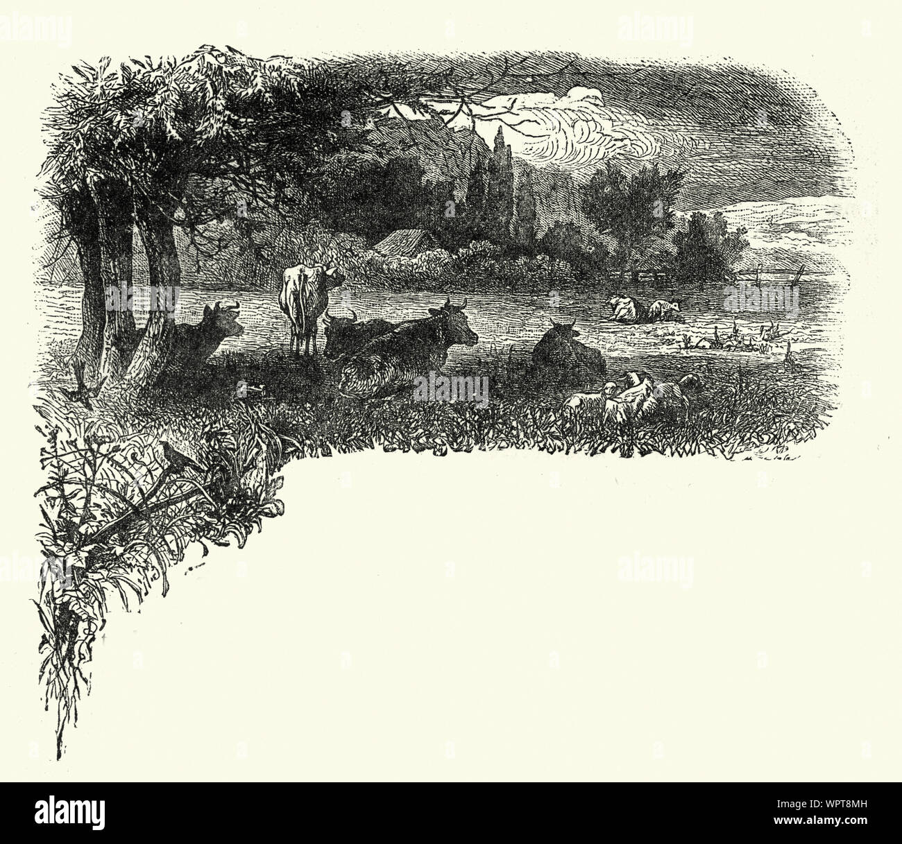 Victorian farm cows hi-res stock photography and images - Alamy