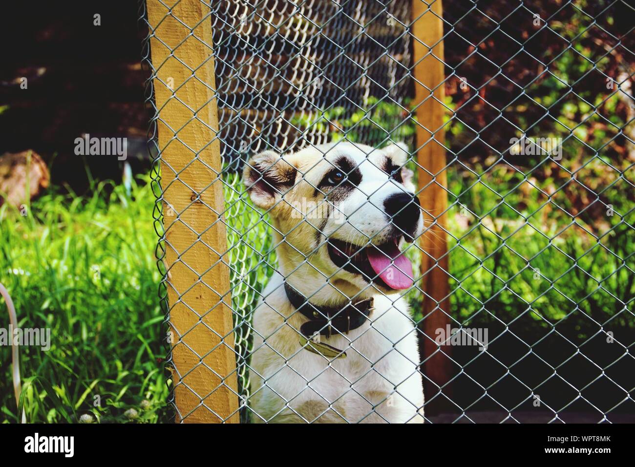 Dog Behind Fence High Resolution Stock Photography and Images - Alamy