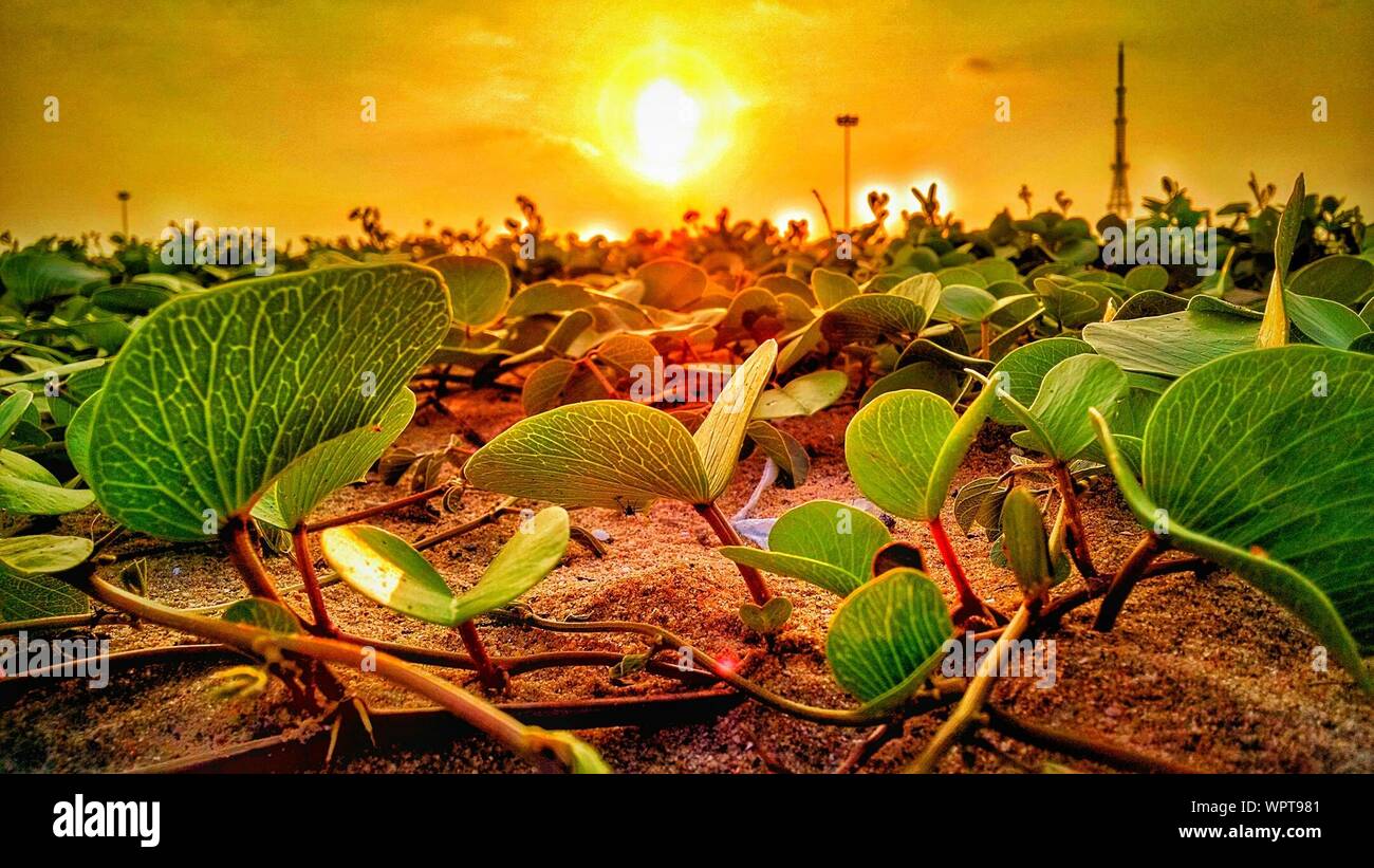 Beauty of weeds hi-res stock photography and images - Alamy