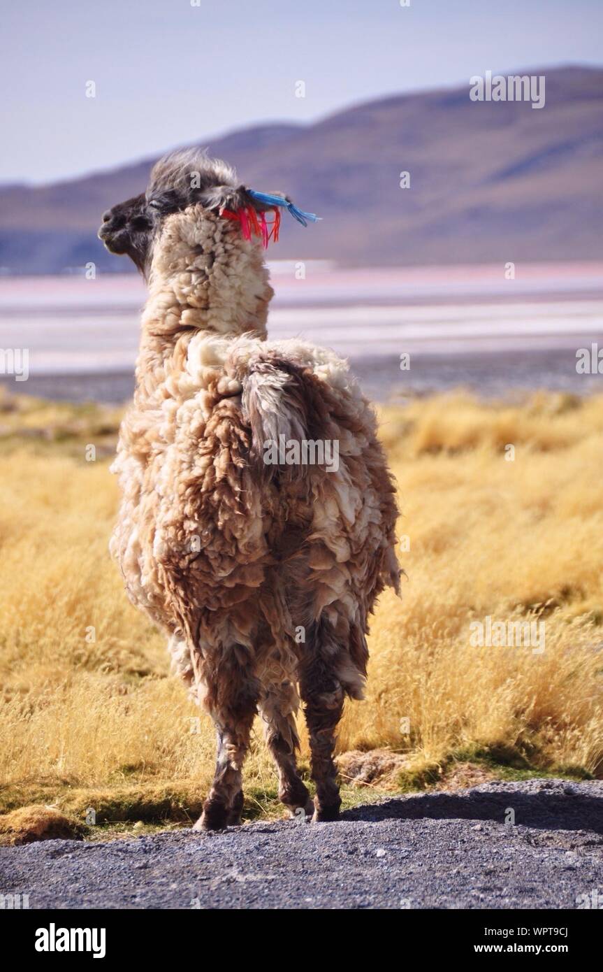 Rear View Of Sheep High Resolution Stock Photography and Images - Alamy