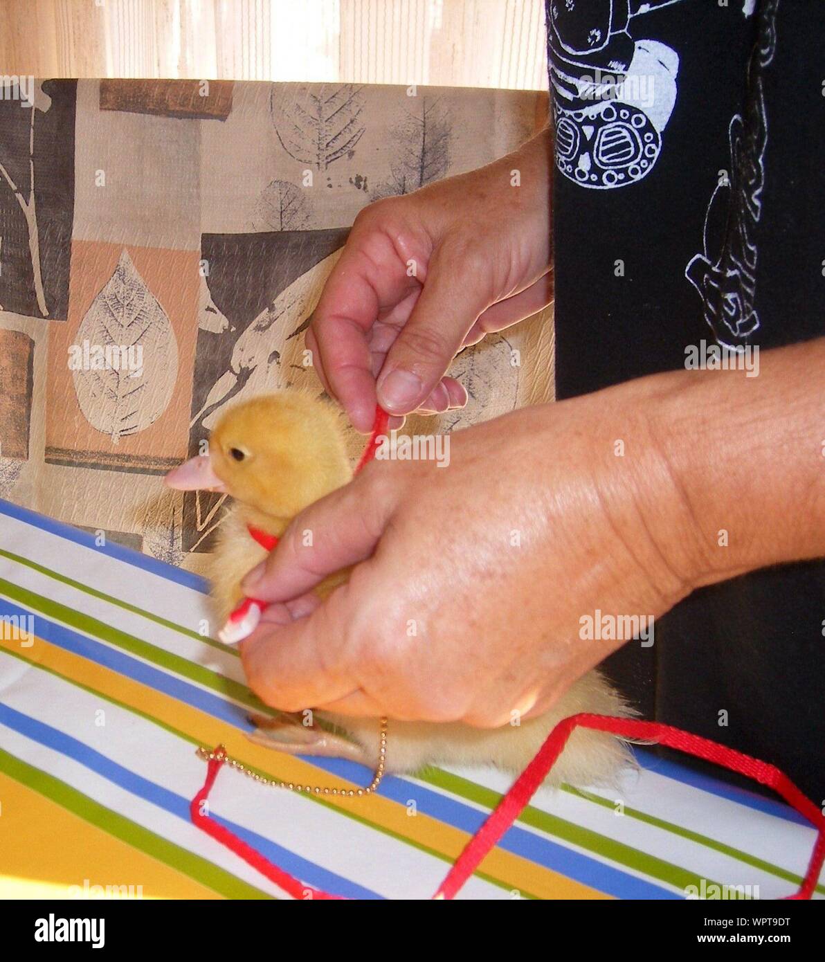 Red ribbon around neck hi-res stock photography and images - Alamy