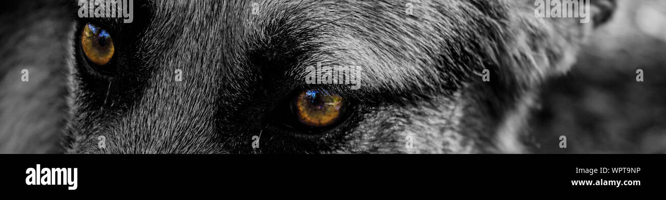 Can Dogs Live With No Eyes