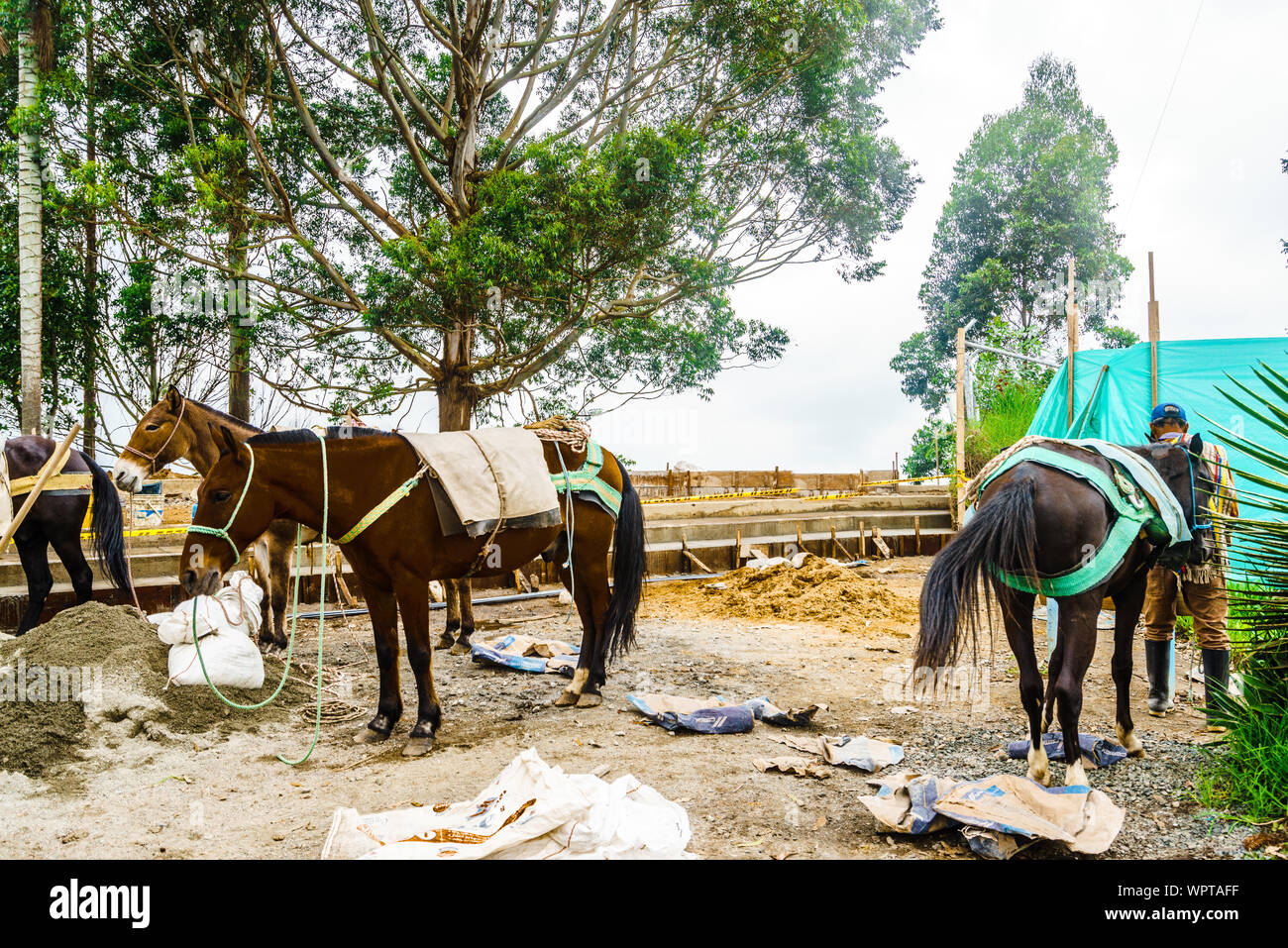 Mule caravan hi-res stock photography and images - Alamy