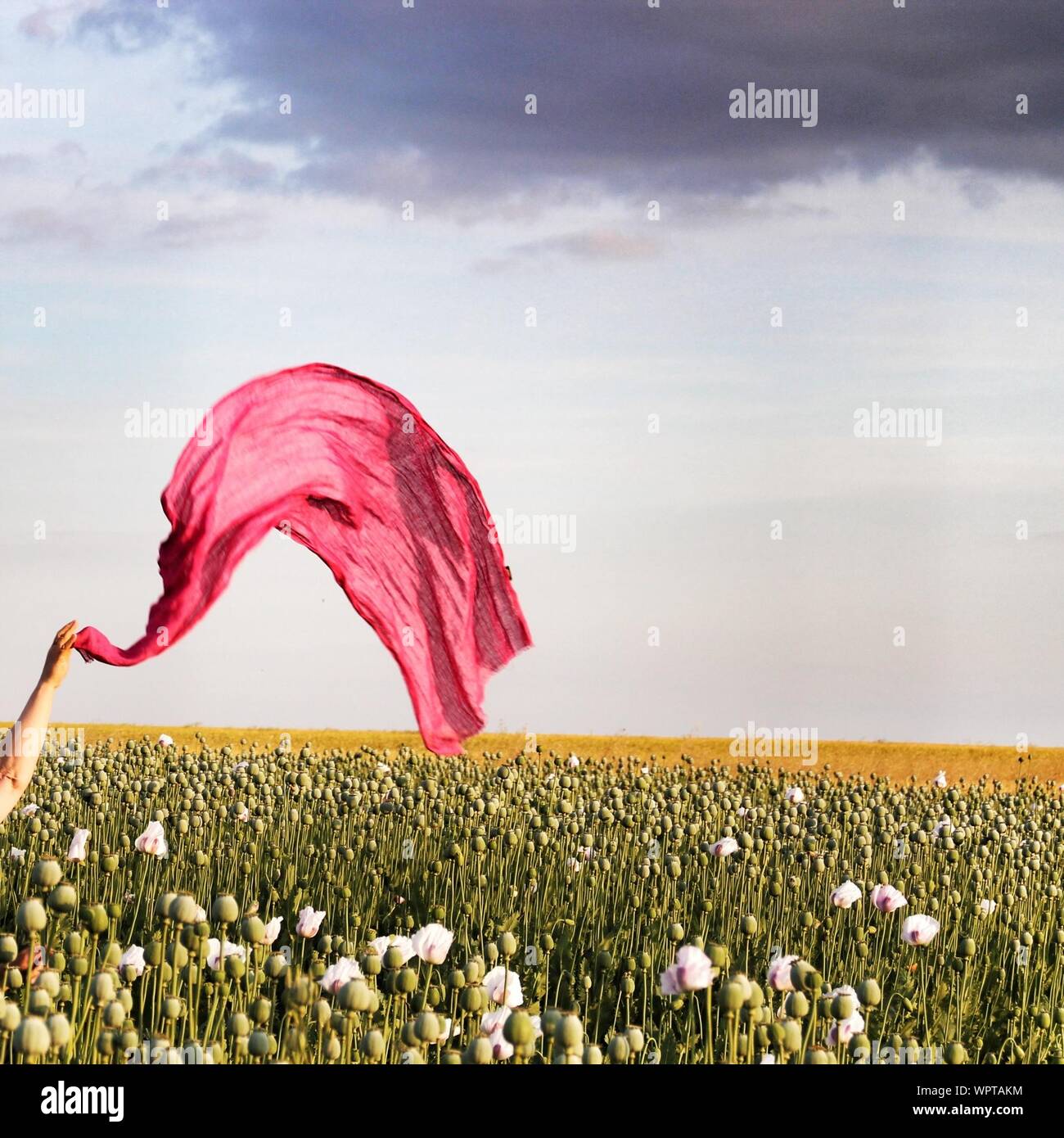 Scarf Wind Hand High Resolution Stock Photography and Images - Alamy