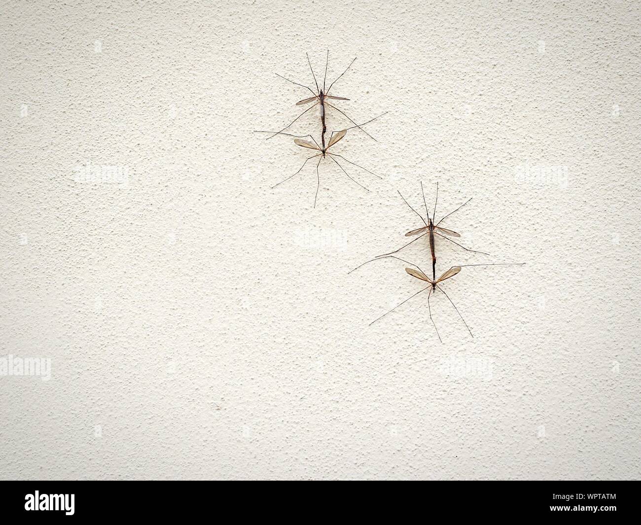 Four winged insects hi-res stock photography and images - Alamy
