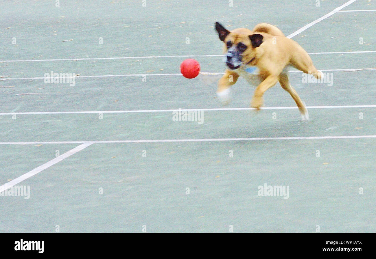 Dog Chasing Ball Stock Photo - Alamy