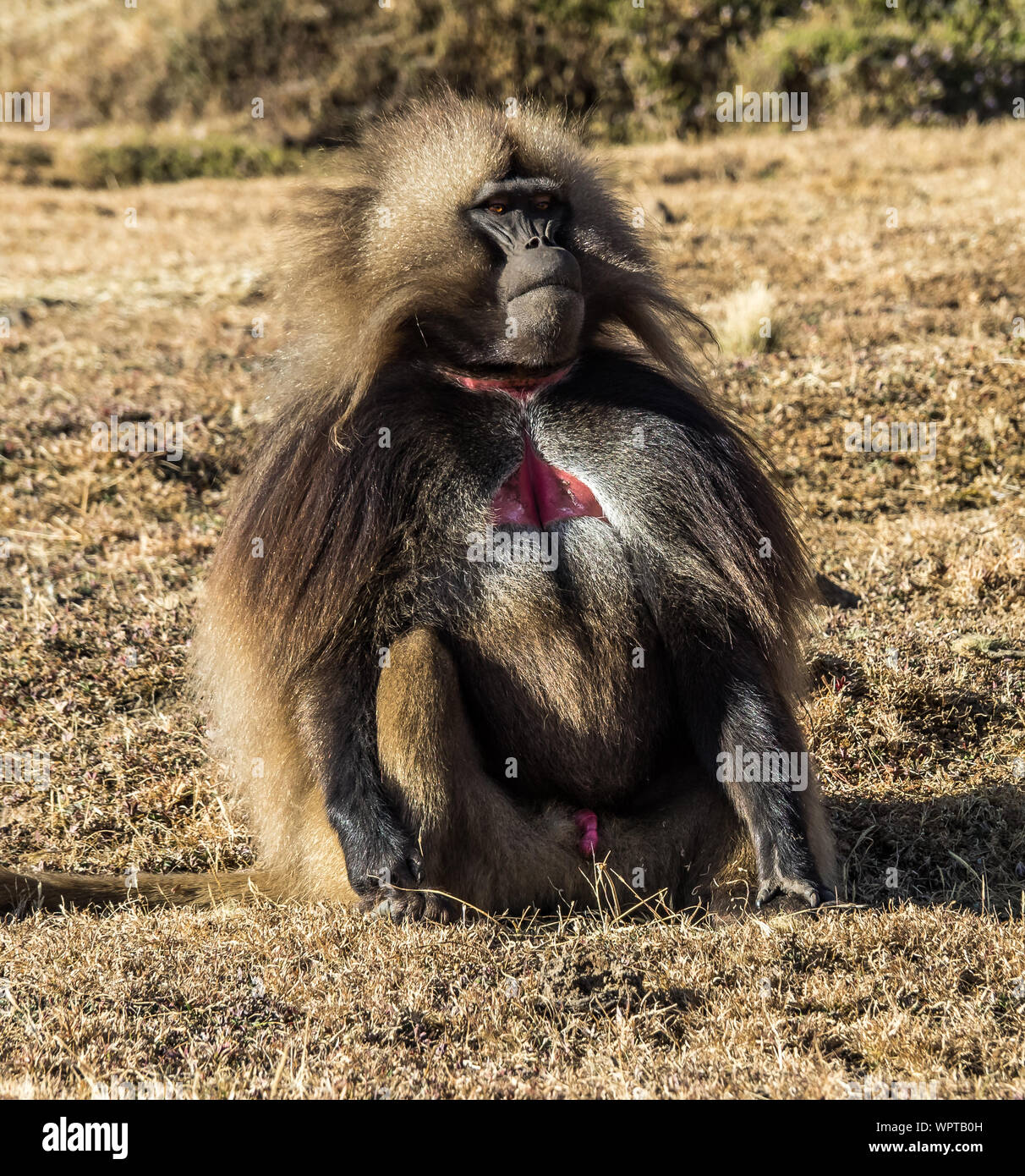 Geladas theropithecus gelada hi-res stock photography and images - Alamy