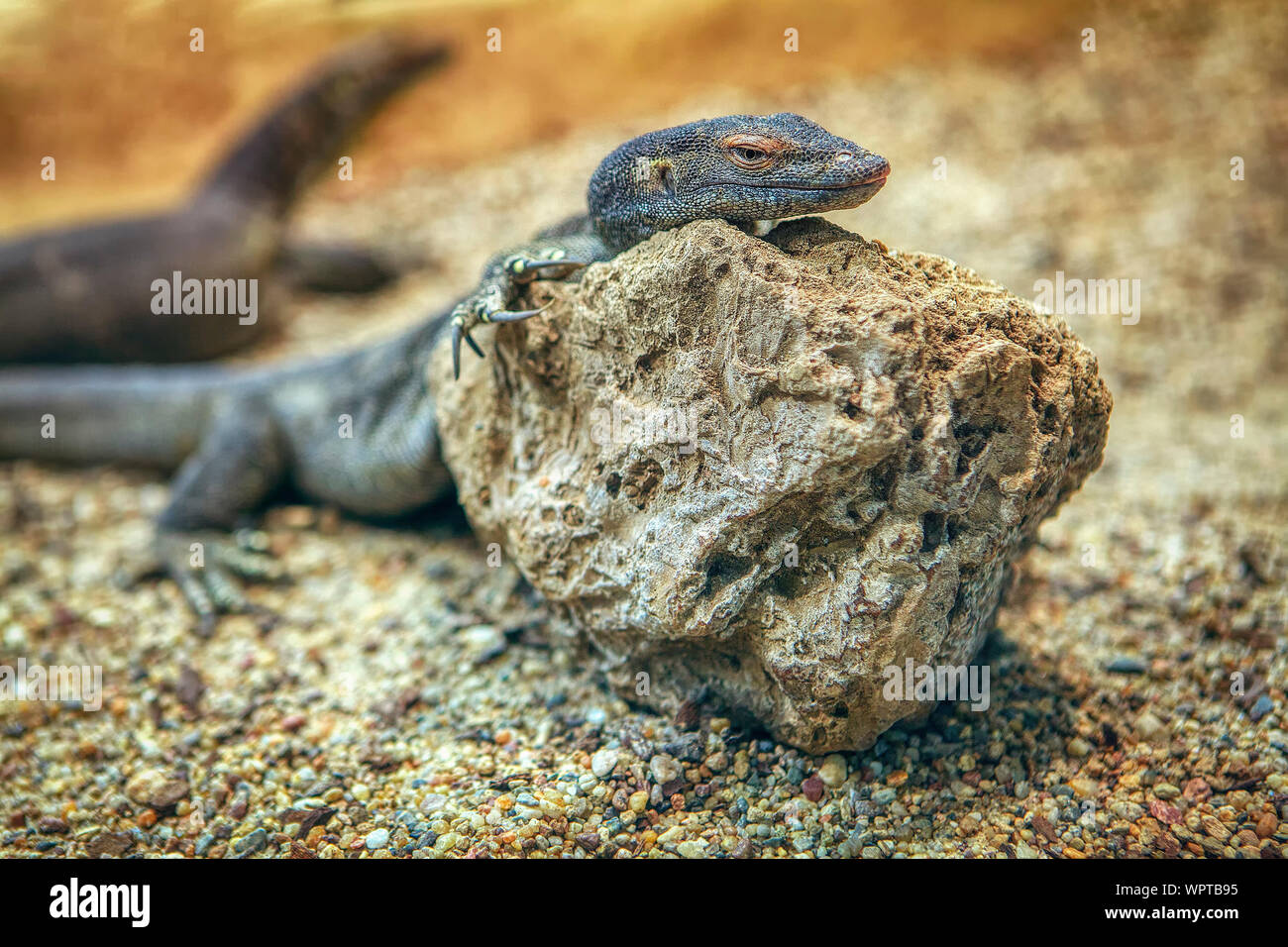 desert scene with lizard on the stone Stock Photo - Alamy