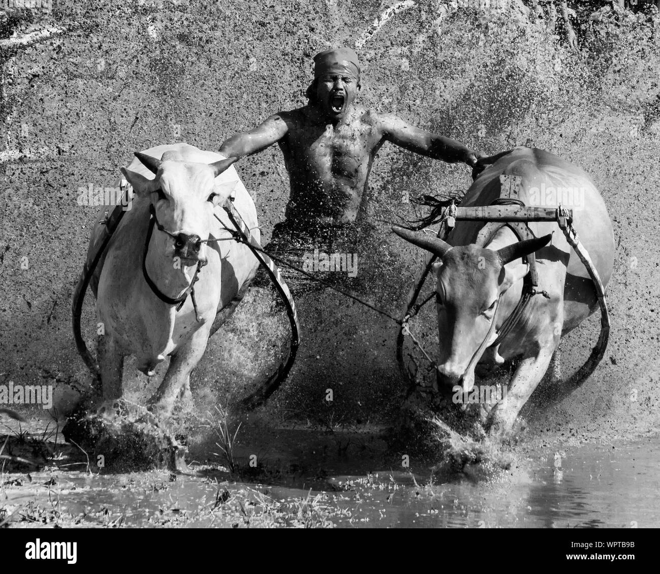 View Of Man And Two Cows Splashing In Water Stock Photo - Alamy