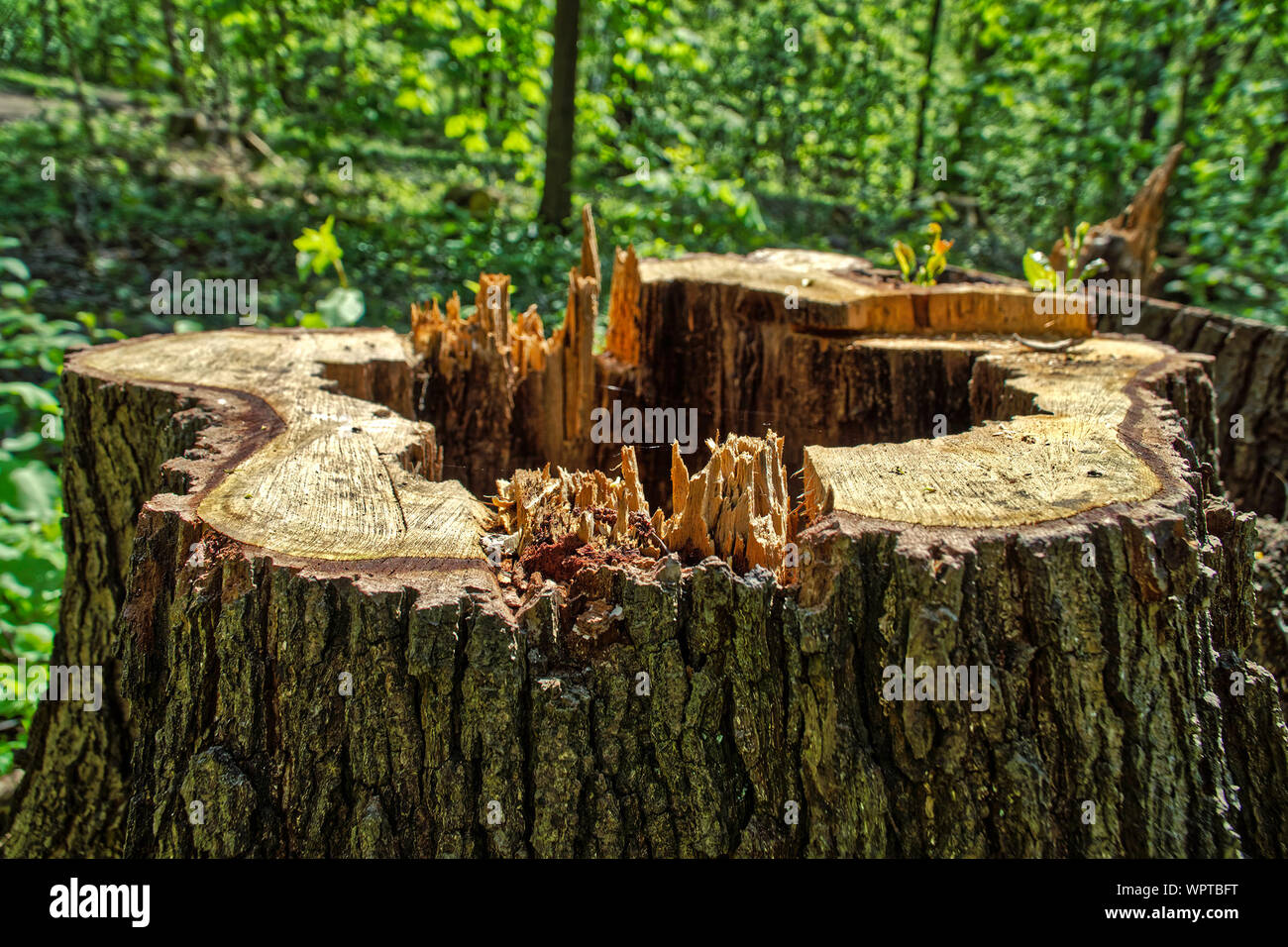 Fossil tree stump hi-res stock photography and images - Alamy