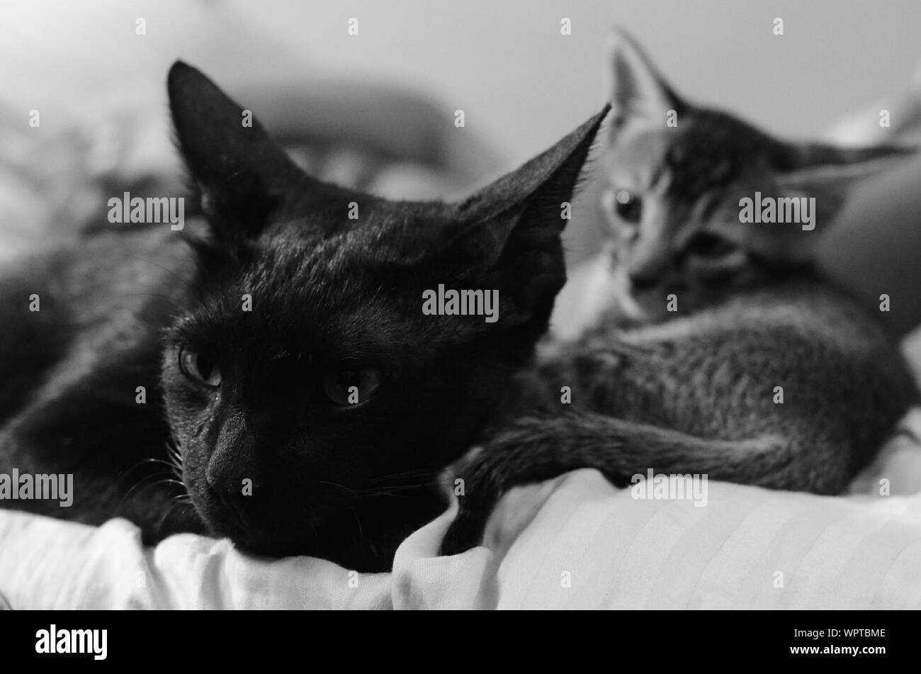 Domestic cat family hi-res stock photography and images - Alamy