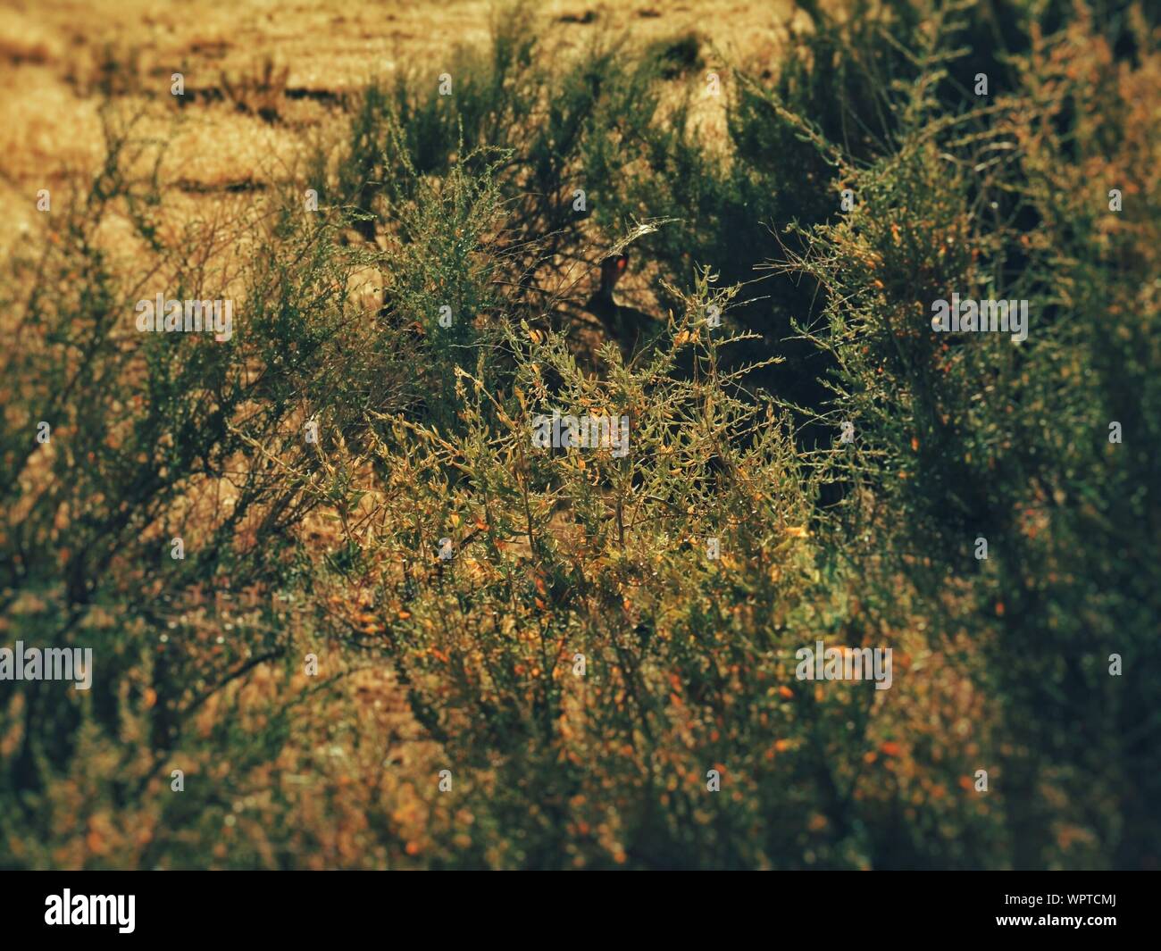 Full of bushes hi-res stock photography and images - Alamy