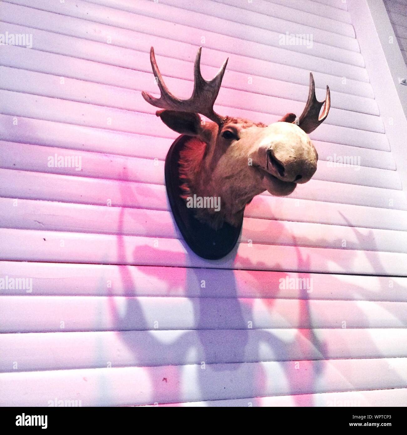 Dead moose hi-res stock photography and images - Alamy