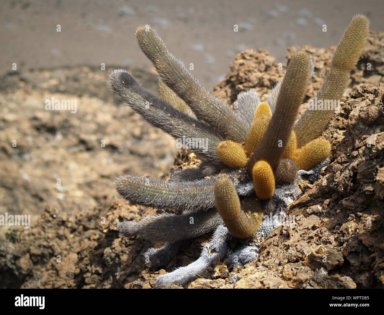 Growing underwater hi-res stock photography and images - Alamy