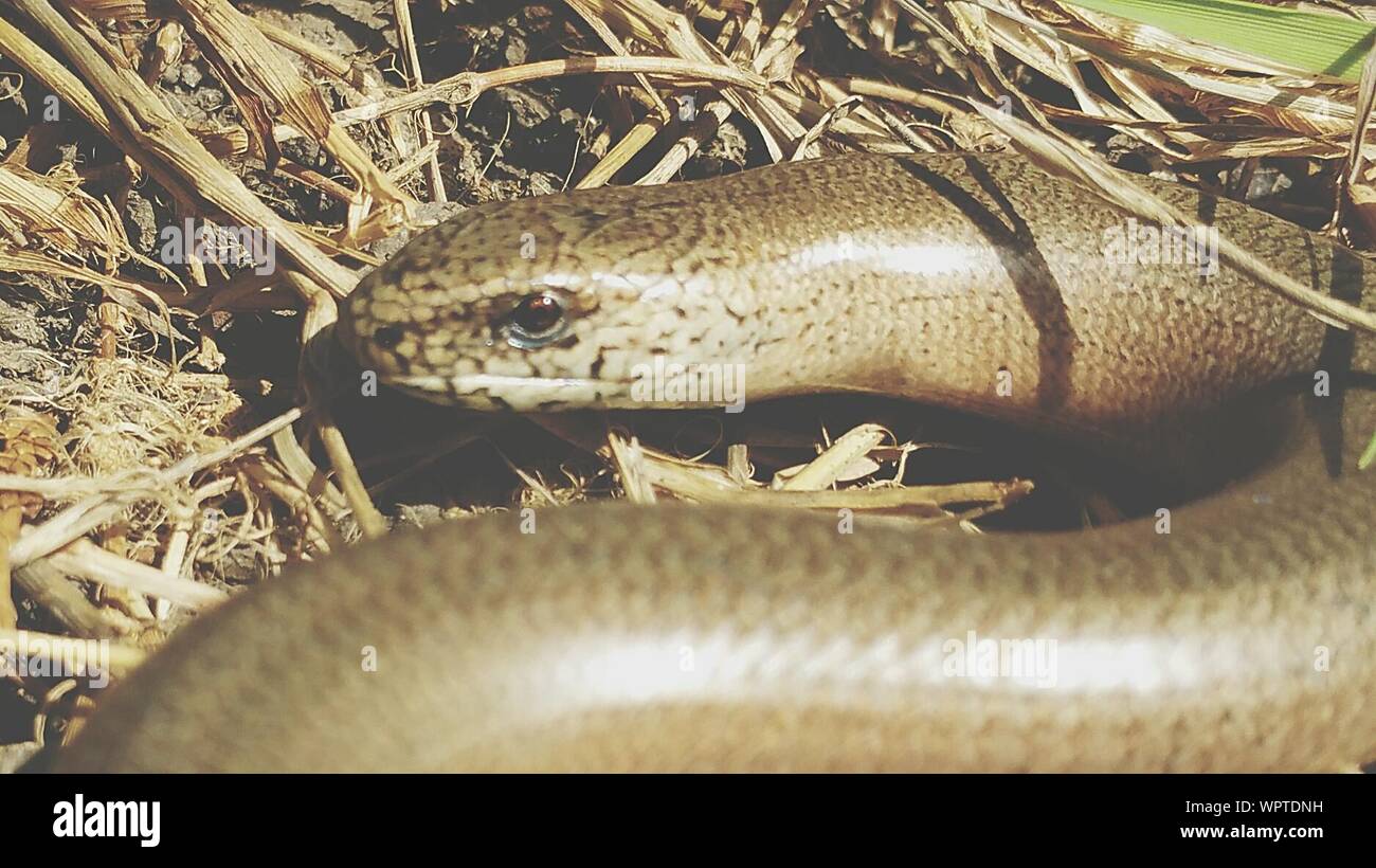 Grass snake side view hi-res stock photography and images - Alamy