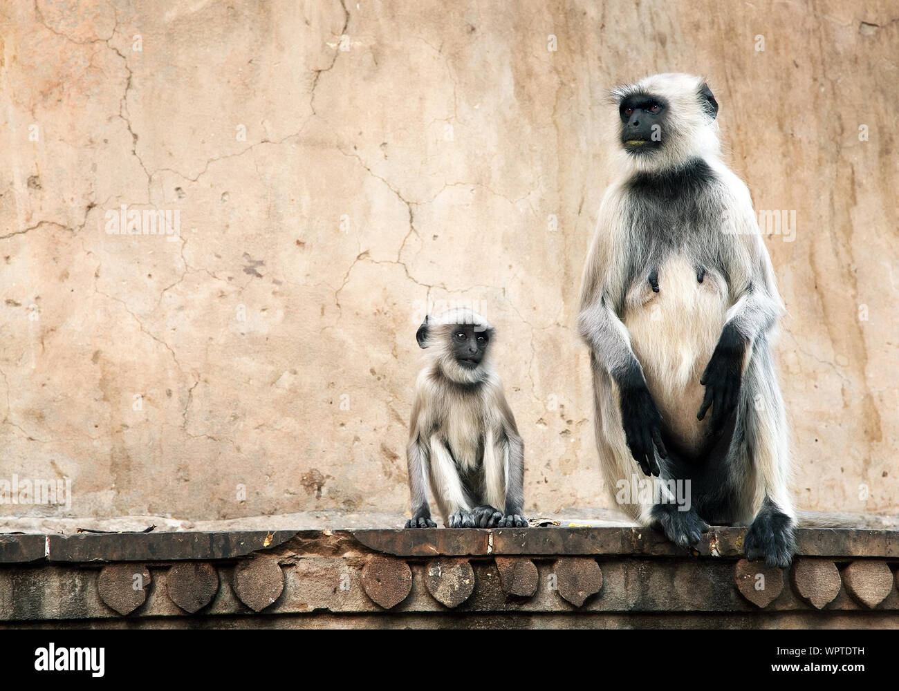 Famous monkeys hi-res stock photography and images - Alamy