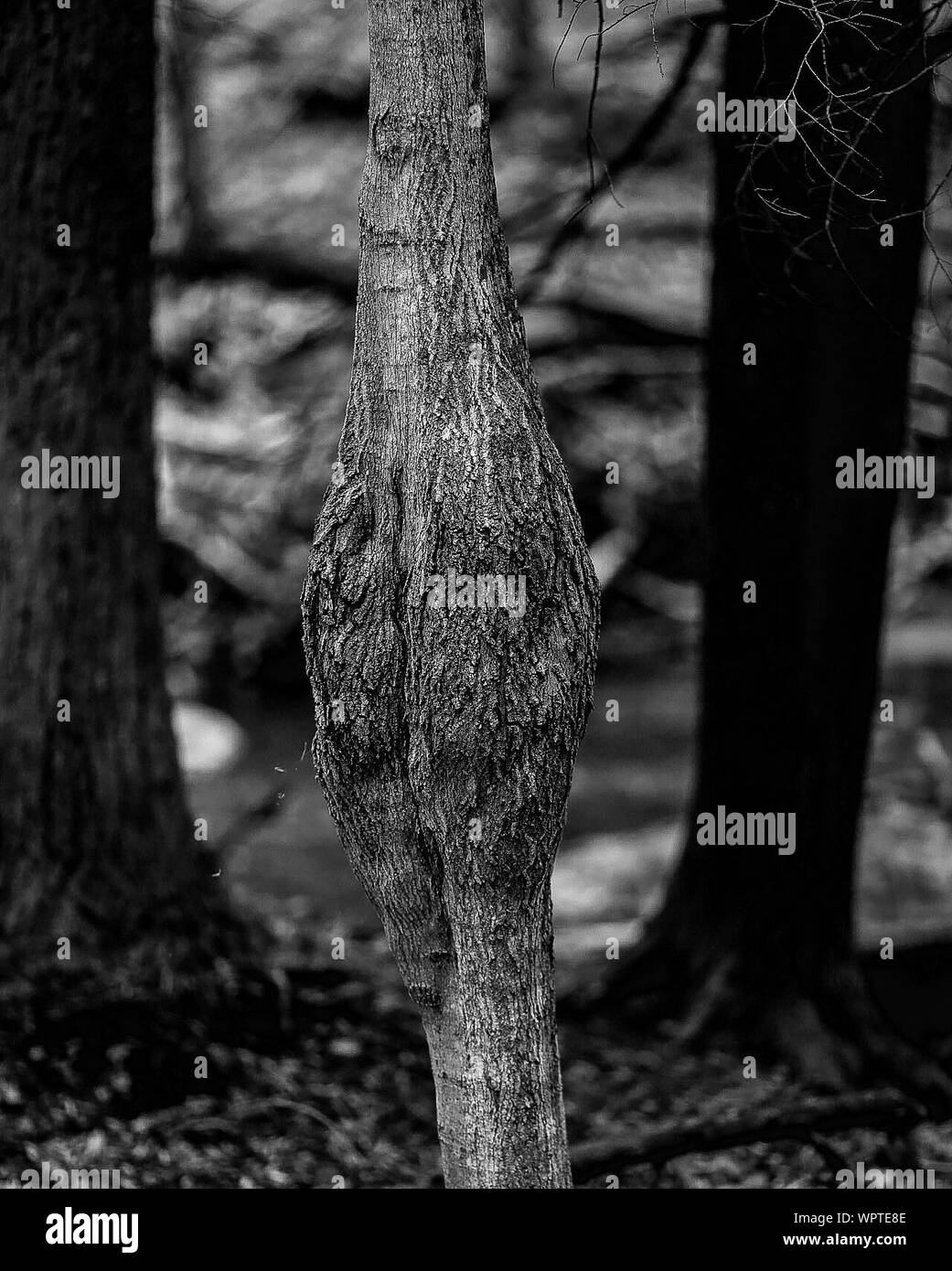 Knotted trunk hi-res stock photography and images - Alamy