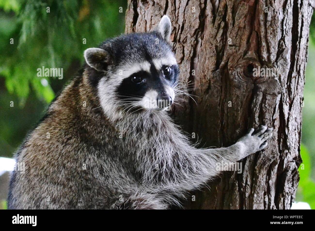 Raccoon tree no people hi-res stock photography and images - Alamy