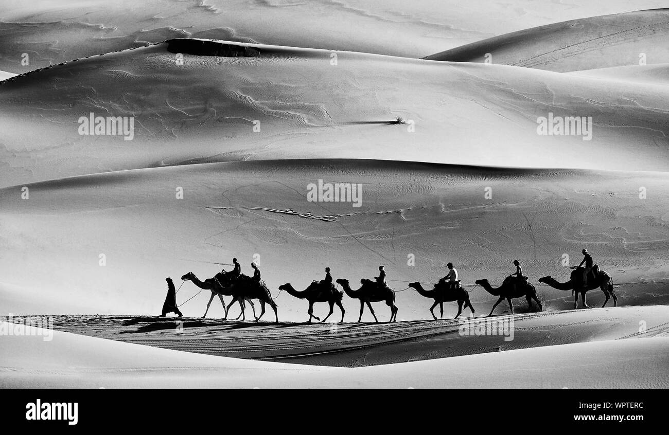 Group of camel Black and White Stock Photos & Images - Alamy