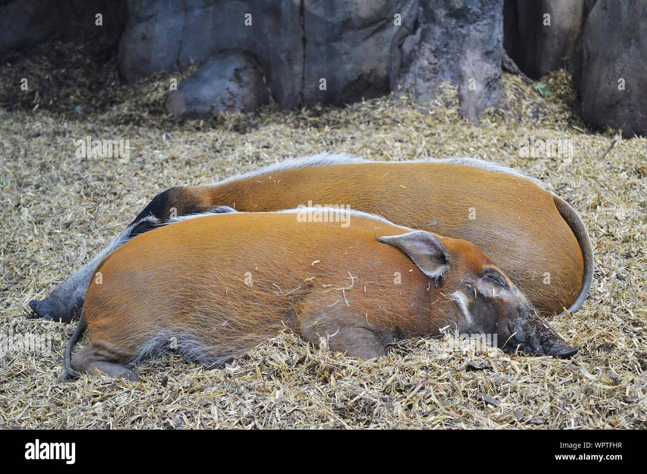 Pigs livestock sleeping domestic hi-res stock photography and images ...