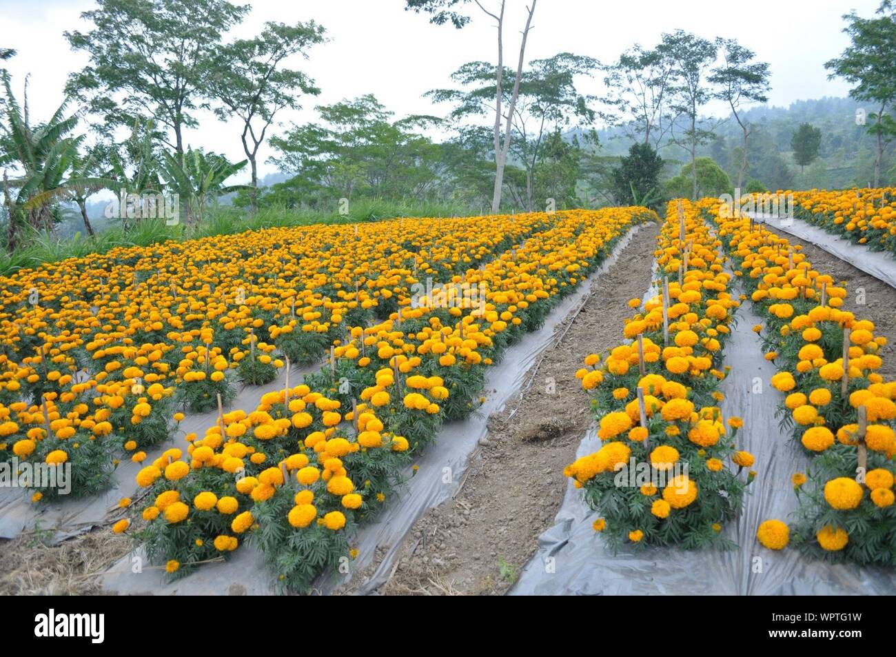 Field Marigolds High Resolution Stock Photography and Images - Alamy