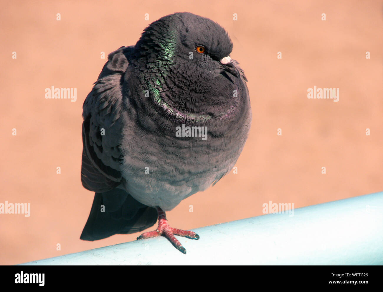 Fluffy coo hi-res stock photography and images - Alamy